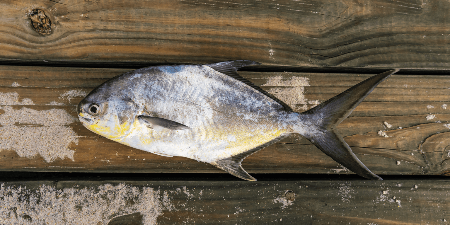 Ultimate Guide to Fishing for Pompano in Florida: Techniques, Baits ...