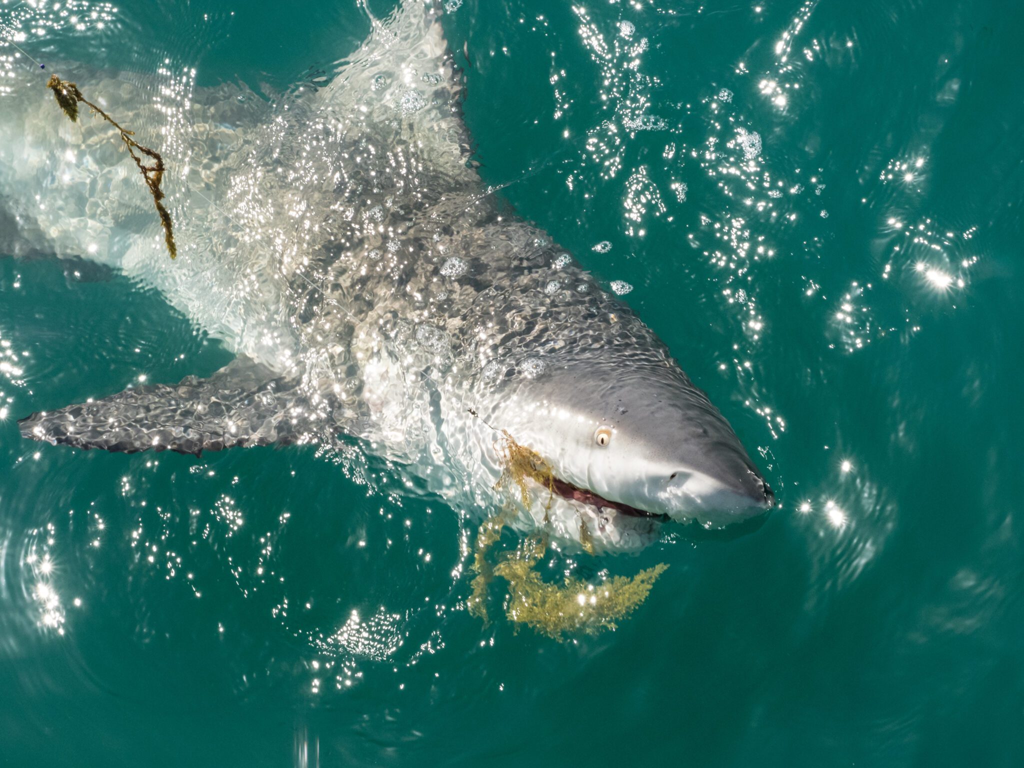 Top Shark Baits: Your Ultimate Guide to Successful Shark Fishing ...